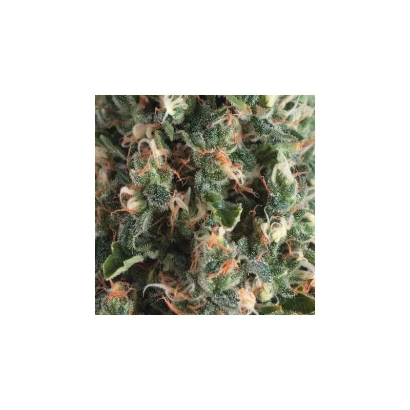Auto Super OG Kush x3+1 Pyramid Seeds